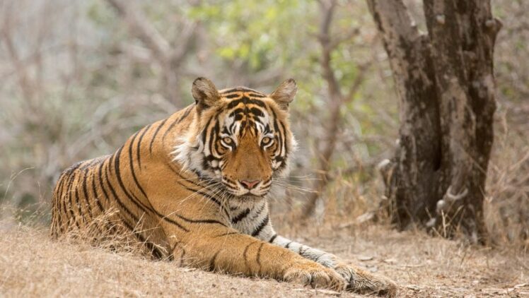 How the Indian Tiger Scripted a New History in Wildlife Conservation ...