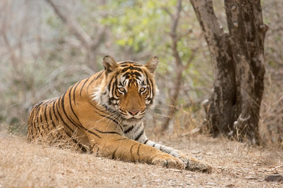 How the Indian Tiger Scripted a New History in Wildlife Conservation ...