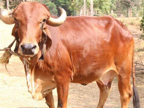 Dhenuh Pradarshana: An Exhibition on Indian Cow Breeds - Center for ...