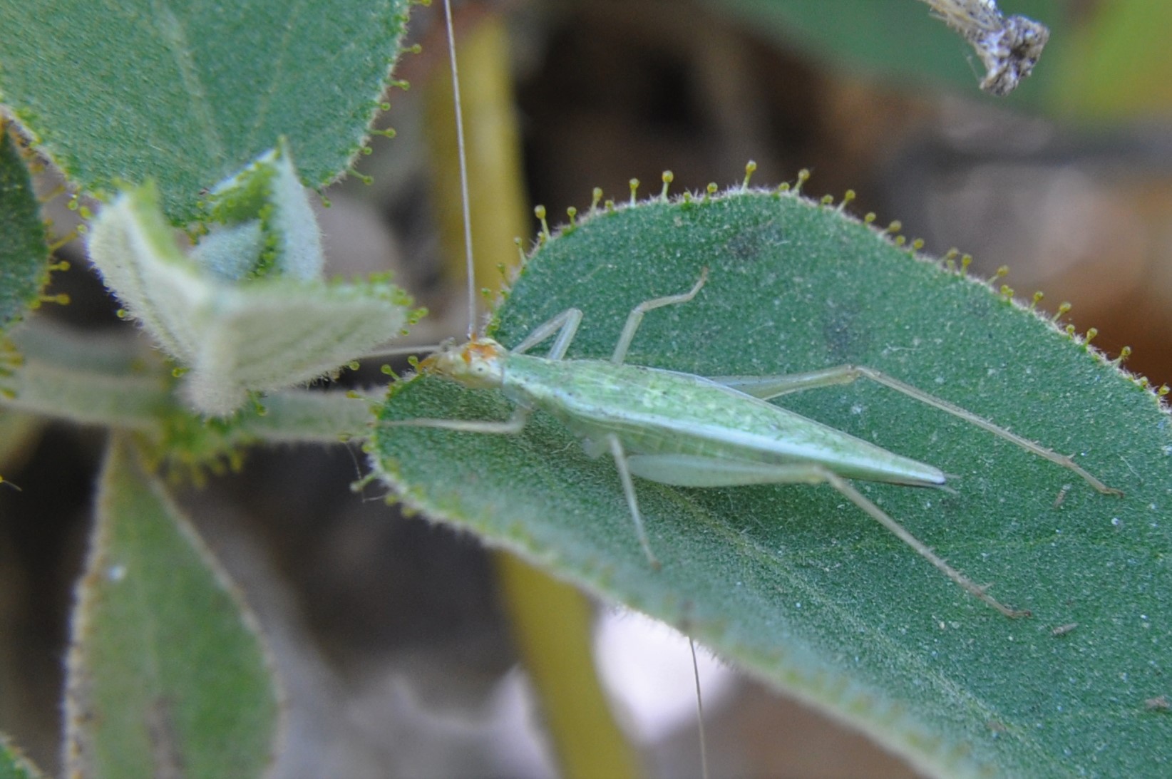 India's Rich Biodiversity Invaluable for Finding Solutions to Tech and ...