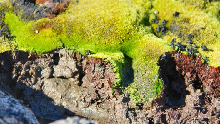 Indian Scientists Discover New Species of Moss in Antartica - Center ...